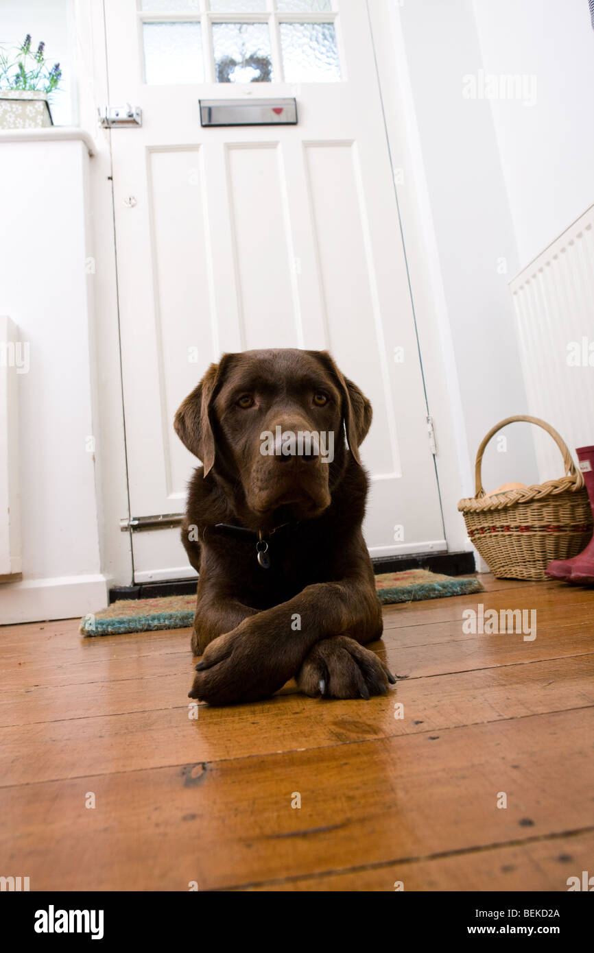 A Brown Labrador dog waits by a front door Stock Photo - Alamy