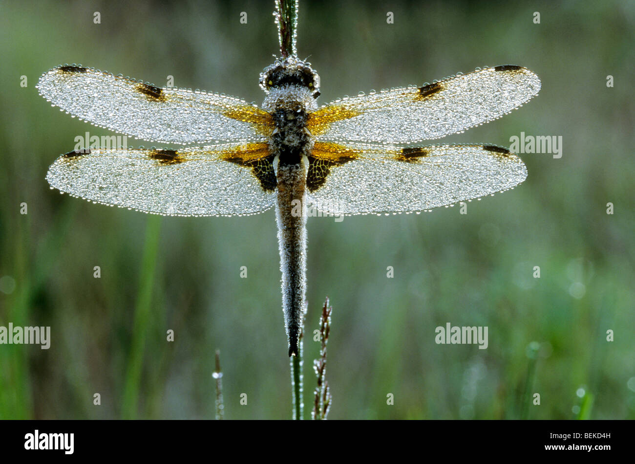 Four spotted libellula dragonfly (Libellula quadrimaculata) covered in ...