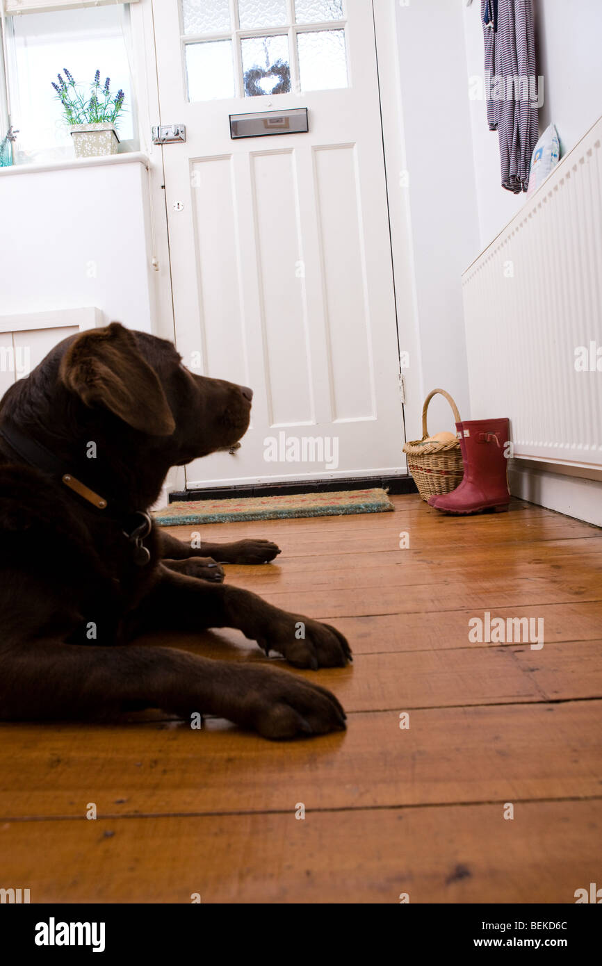 Dog by door hi-res stock photography and images - Alamy
