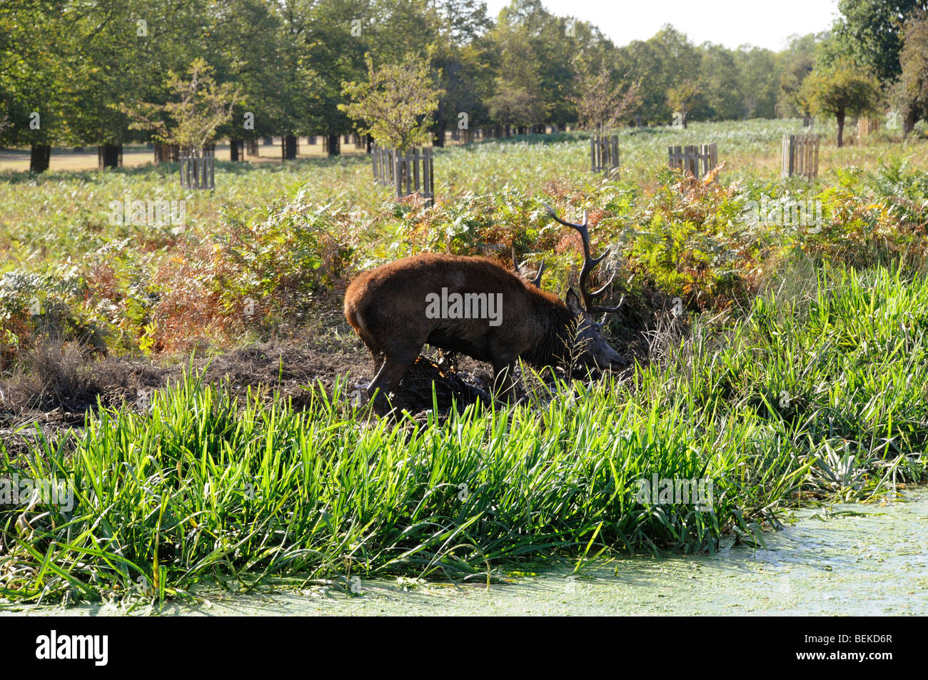 Mature adult male deer, Buck, thrashes in mud as he bathes in Bushy ...