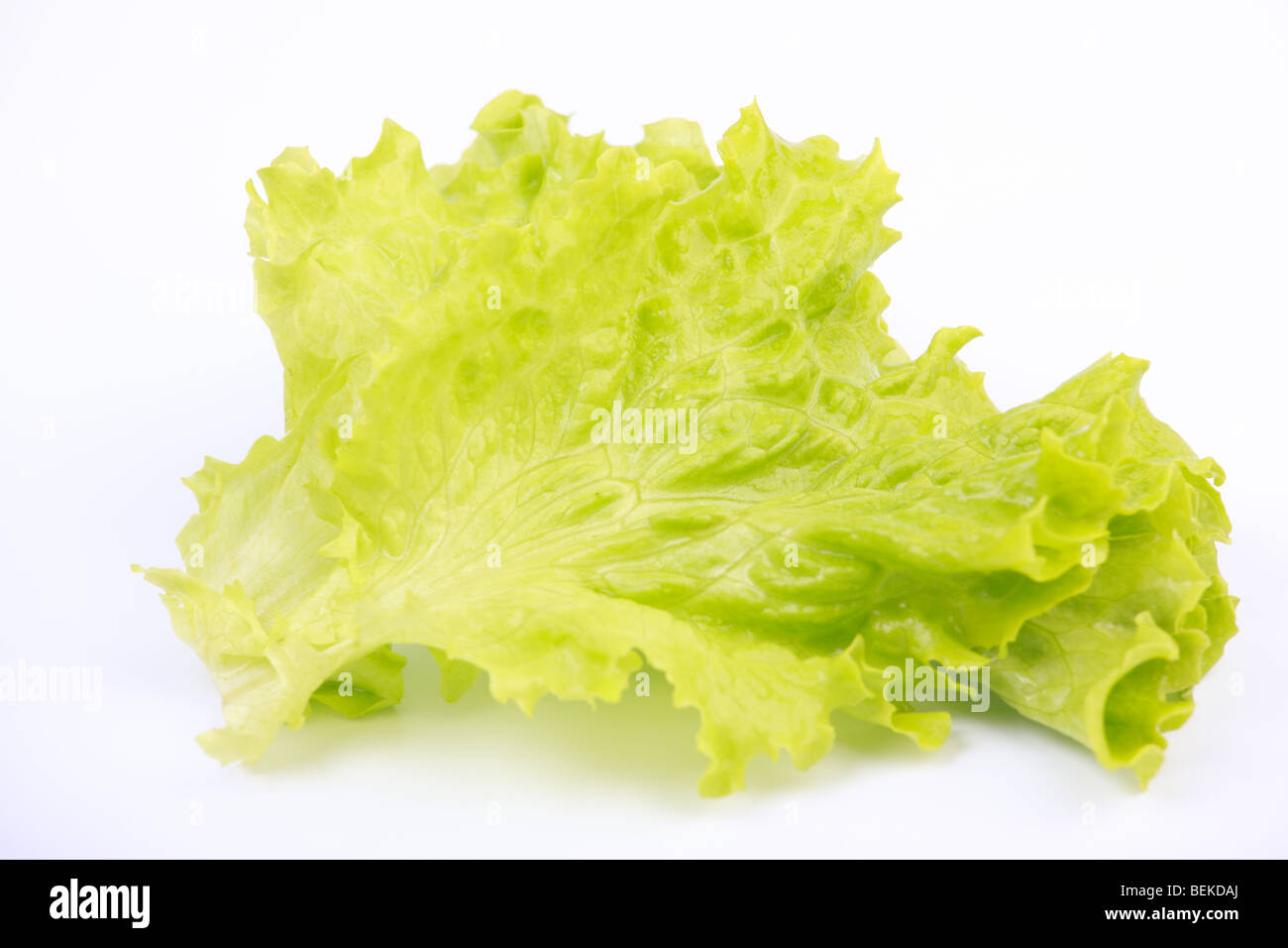 Lettuce leaf isolated on white background Stock Photo - Alamy