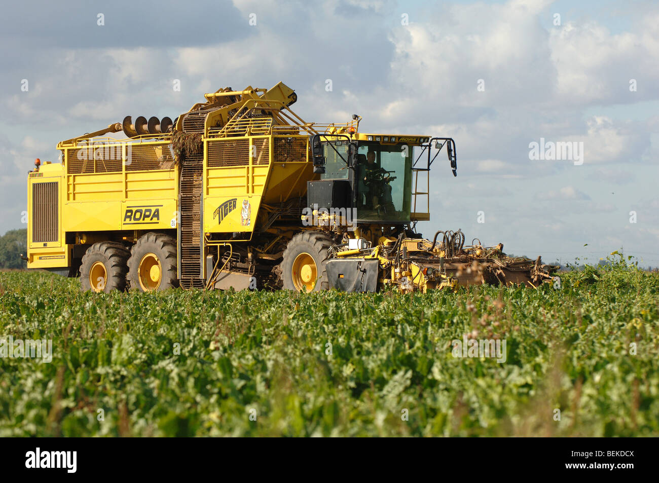 Fodder beet harvester hi-res stock photography and images - Alamy