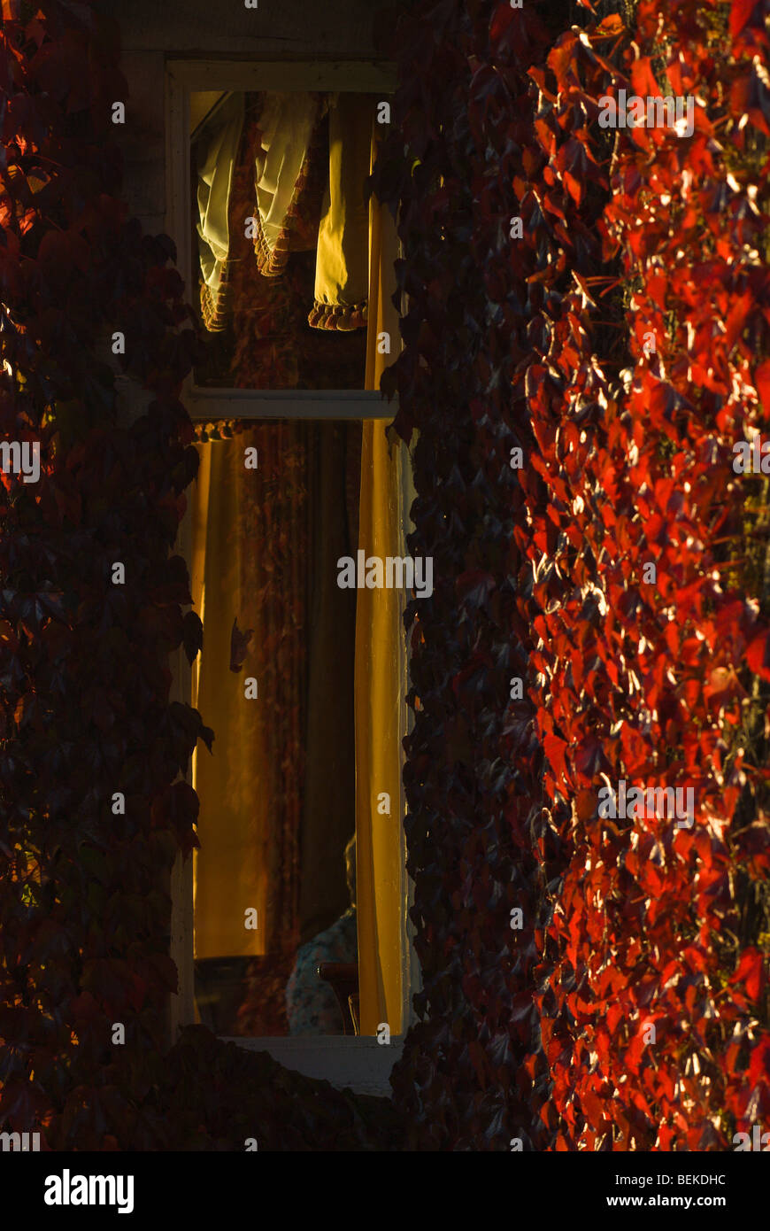 Red Ivy on the side of a window at the Sharrow Bay Country House Hotel ...