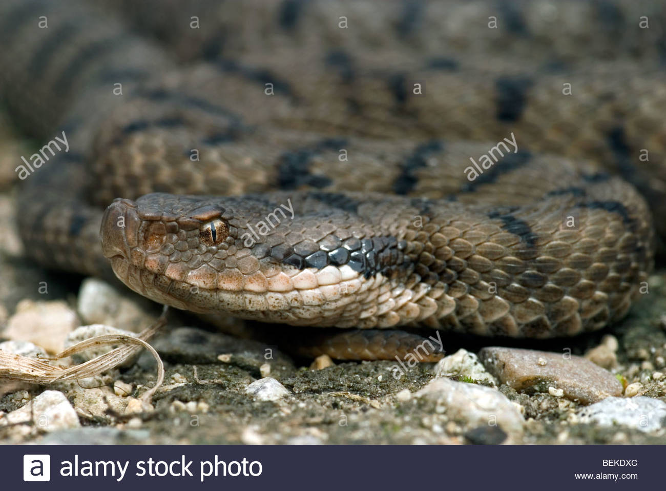 Vipera Aspis Viper Snake Reptile Stock Photos & Vipera Aspis Viper ...