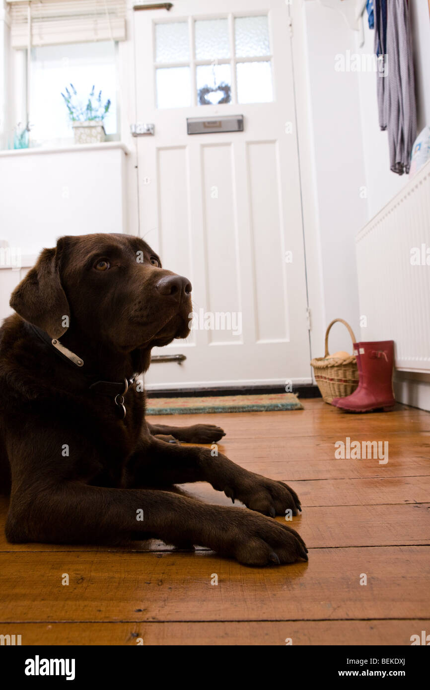 A Brown Labrador dog waits by a front door Stock Photo - Alamy