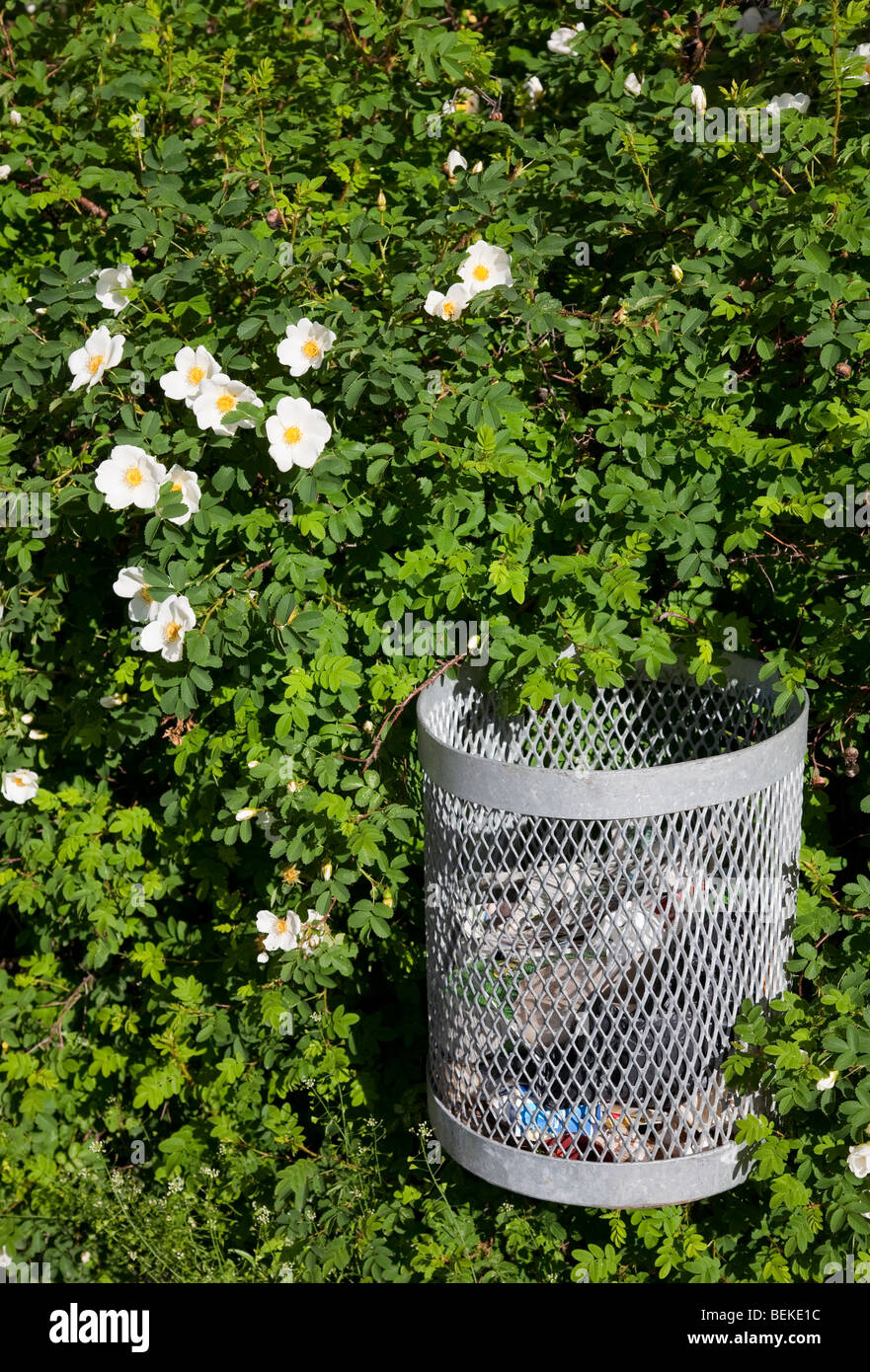 Rose in the trash can hi-res stock photography and images - Alamy
