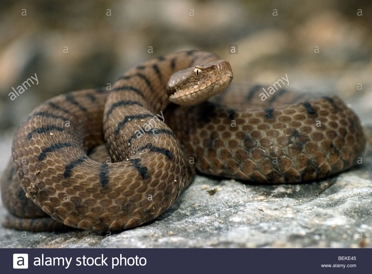 Asp Viper High Resolution Stock Photography and Images - Alamy