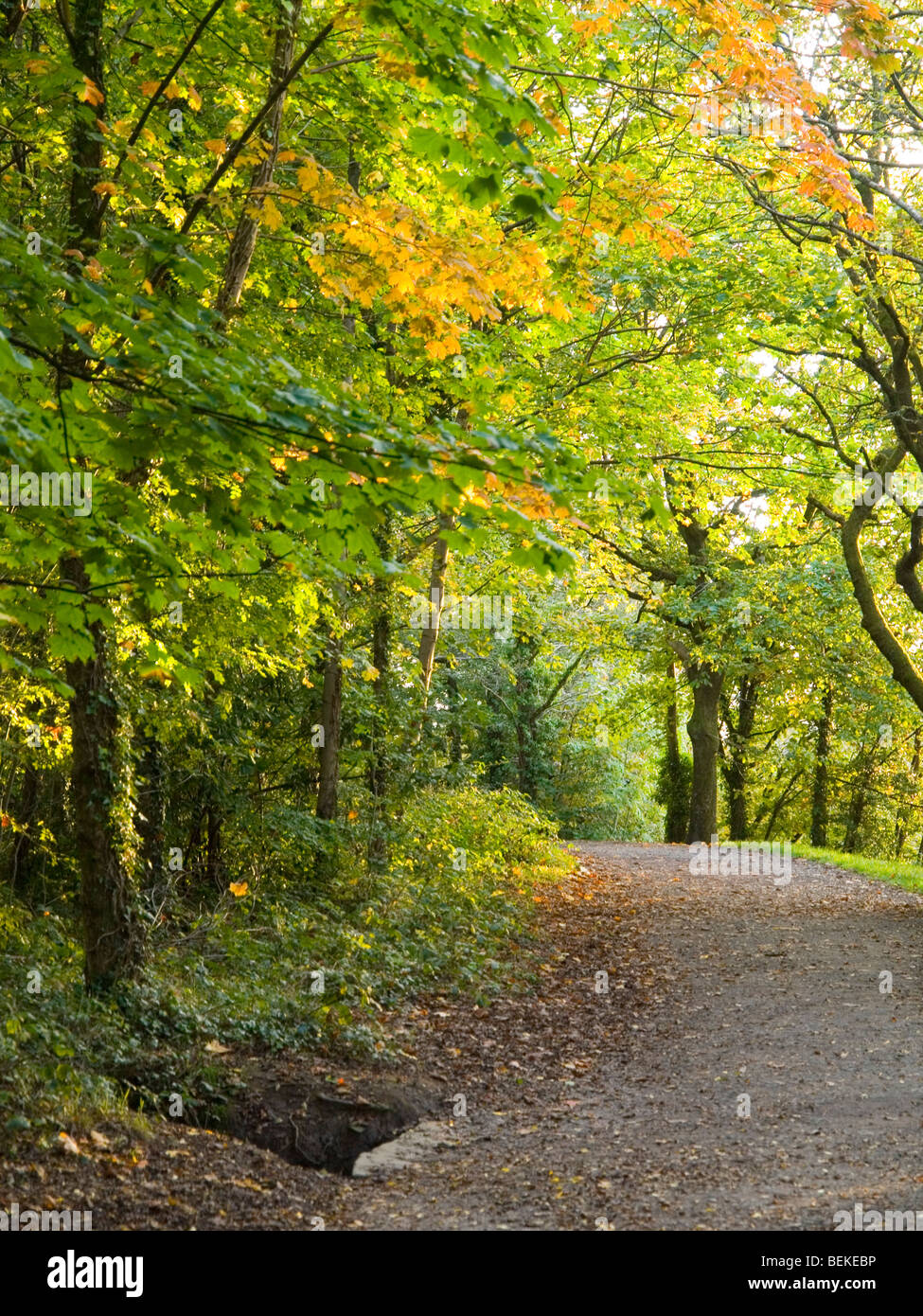 A path through autumn woodland on a bright sunny day at the Gnoll ...