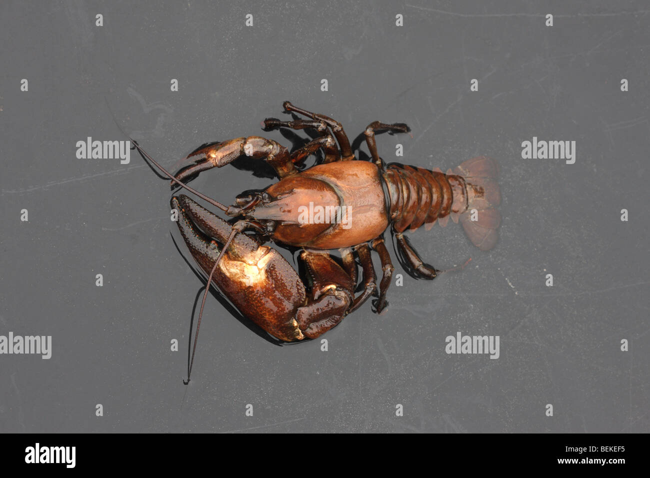 Signal crayfish, Pacifastacus leniusculus, Midlands, October 2009 Stock ...