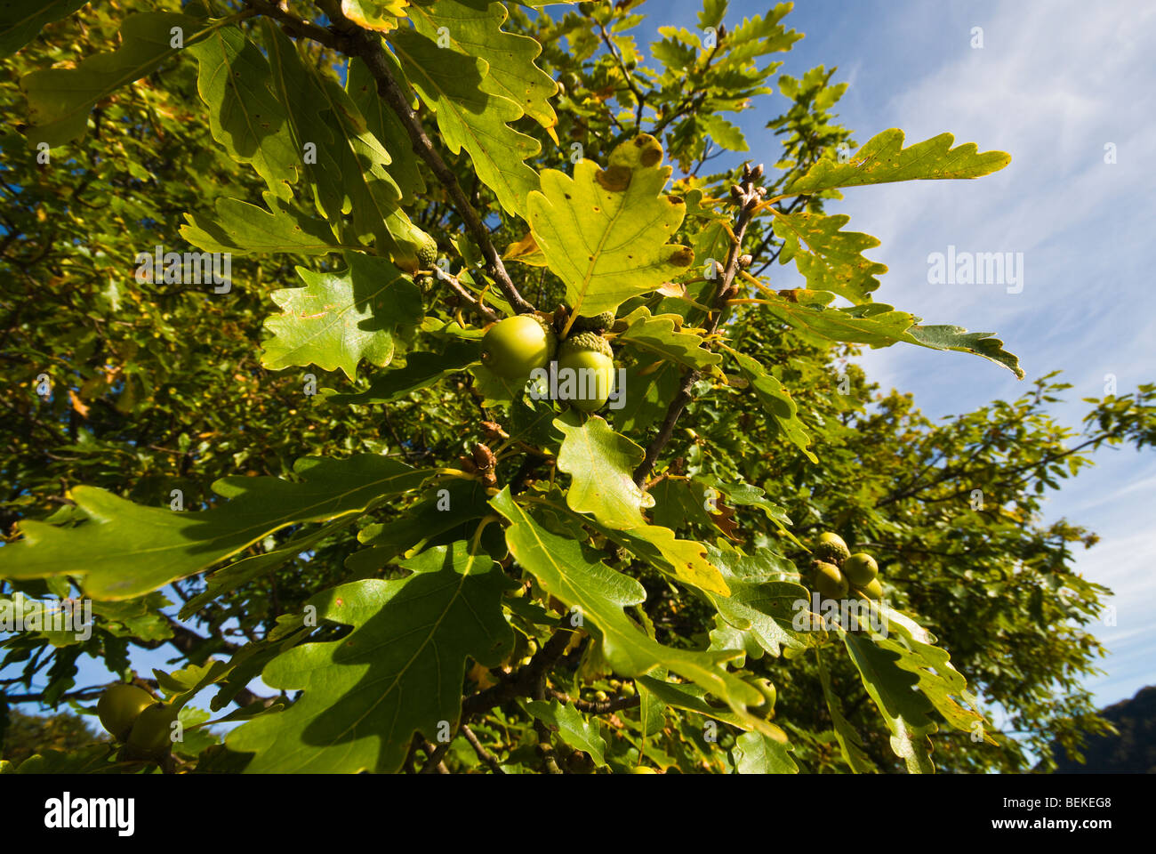 Acorns on oak trees at Ullswater in the English Lake District, Cumbria ...