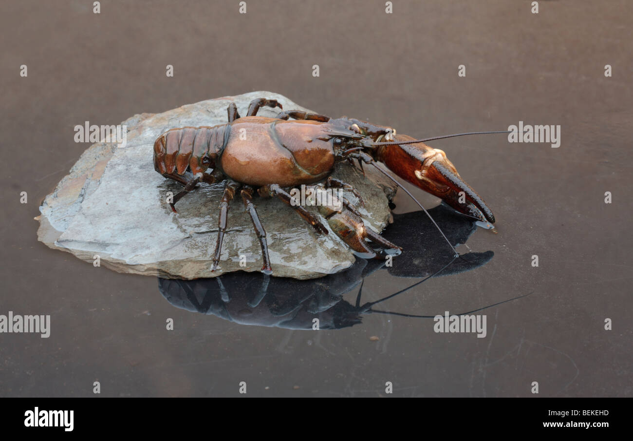 Signal crayfish, Pacifastacus leniusculus, Midlands, October 2009 Stock ...