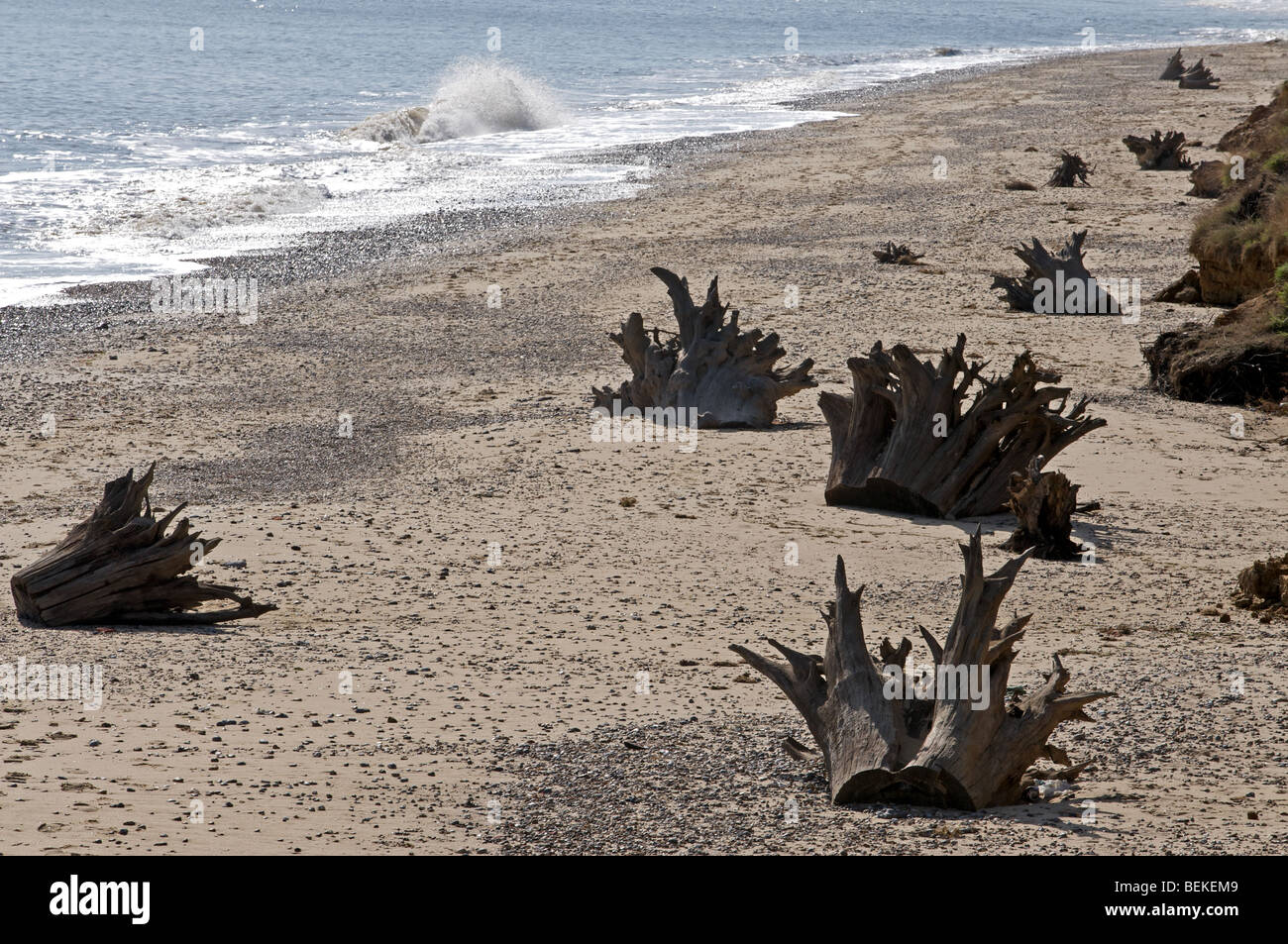Tree stumps lay scatted on the beach due to coastal erosion Stock Photo ...