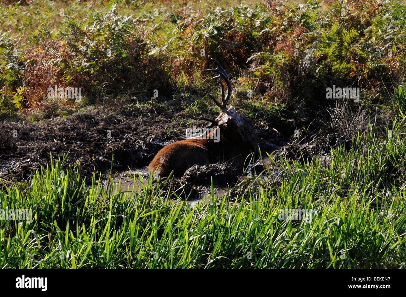 Mature adult male deer, Buck, thrashes in mud as he bathes in Bushy ...