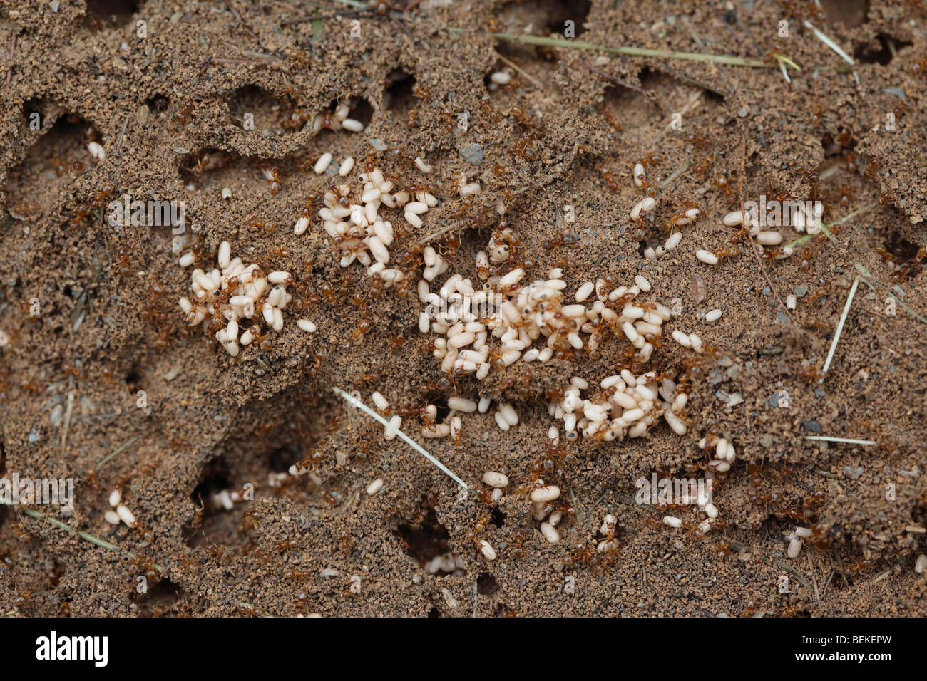 Yellow meadow ant nest hi-res stock photography and images - Alamy