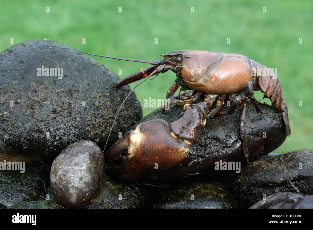 Signal crayfish, Pacifastacus leniusculus, Midlands, October 2009 Stock ...
