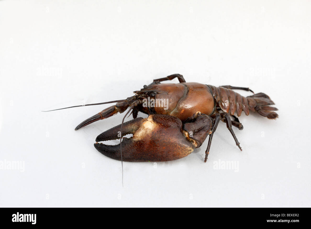Signal crayfish, Pacifastacus leniusculus, plain background, Midlands ...