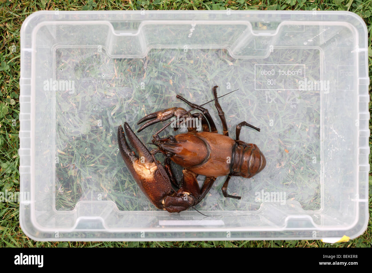 American crayfish in british river hi-res stock photography and images ...