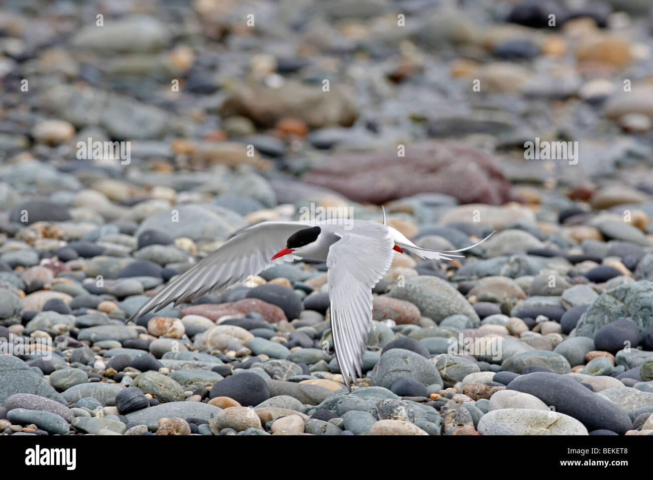 Stena hirundo hi-res stock photography and images - Alamy