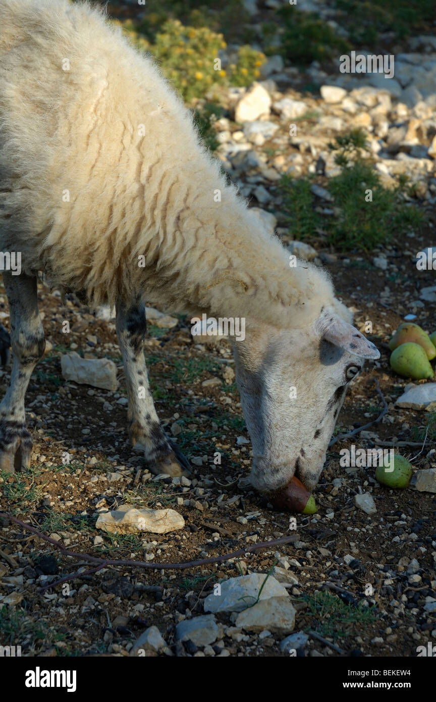 The ewe is eating pears fallen from a tree Stock Photo - Alamy