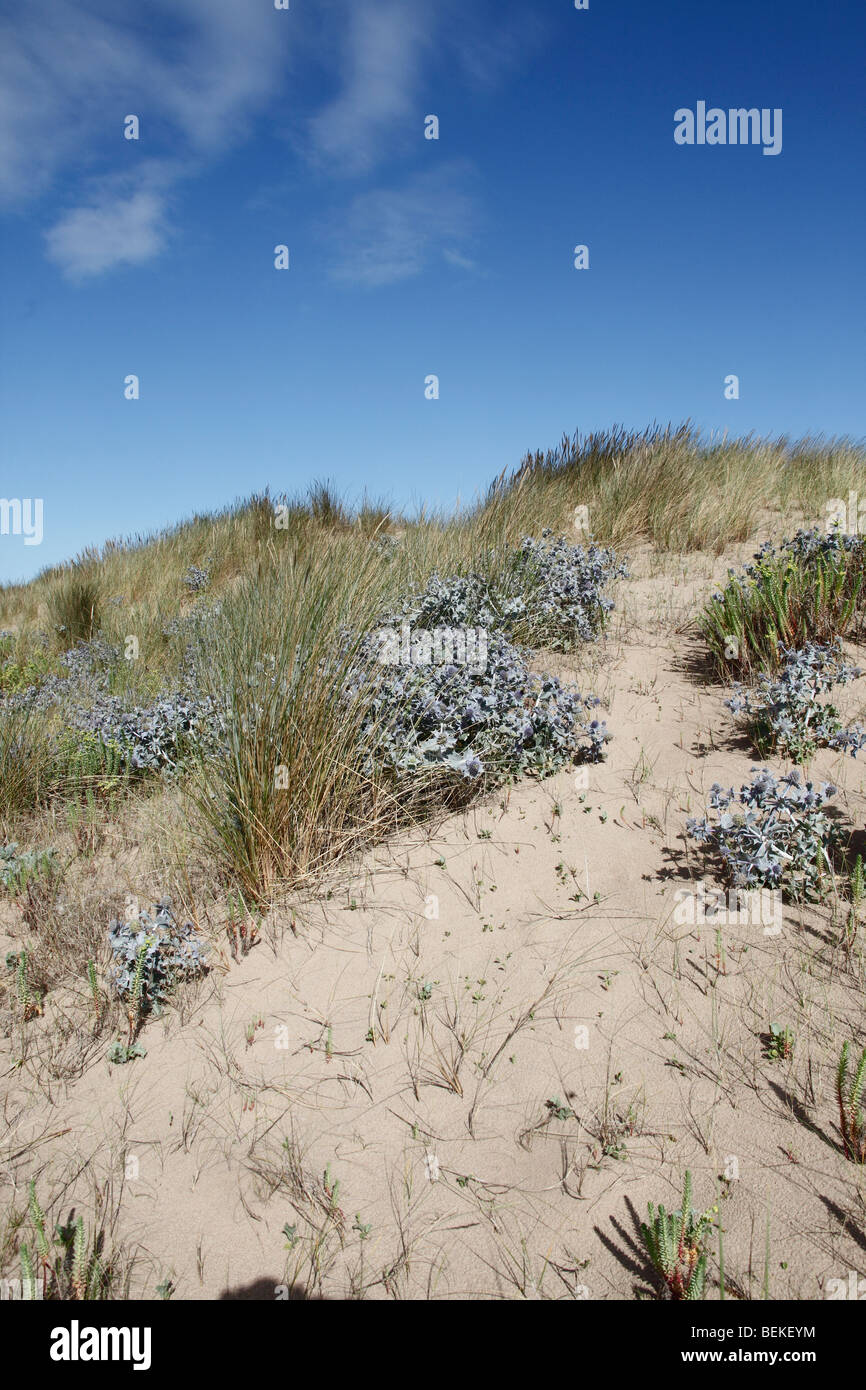 Sea holly hi-res stock photography and images - Alamy