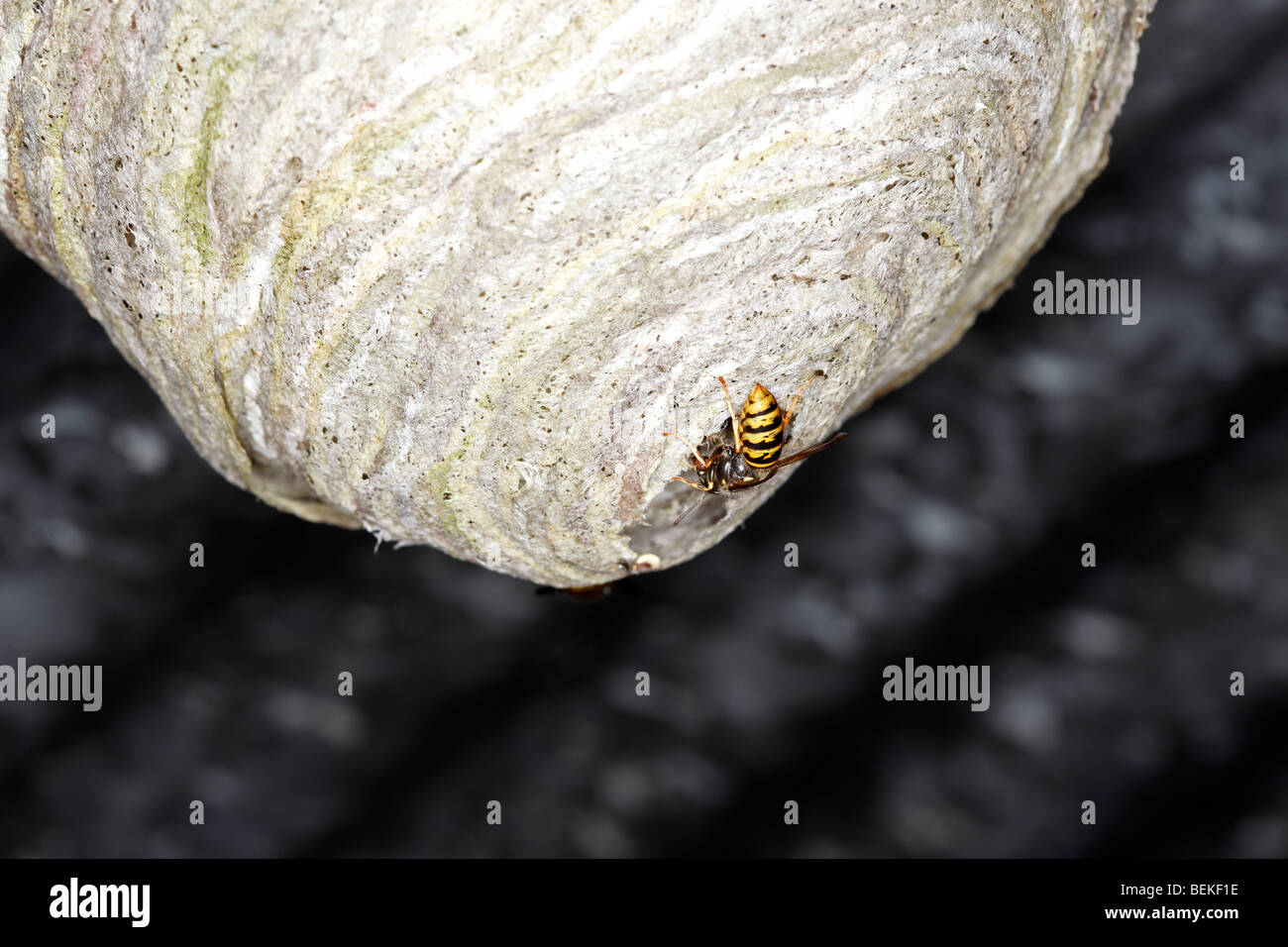 Tree wasp (Dolichovespula sylvestris) entering nest in barn roof Stock ...