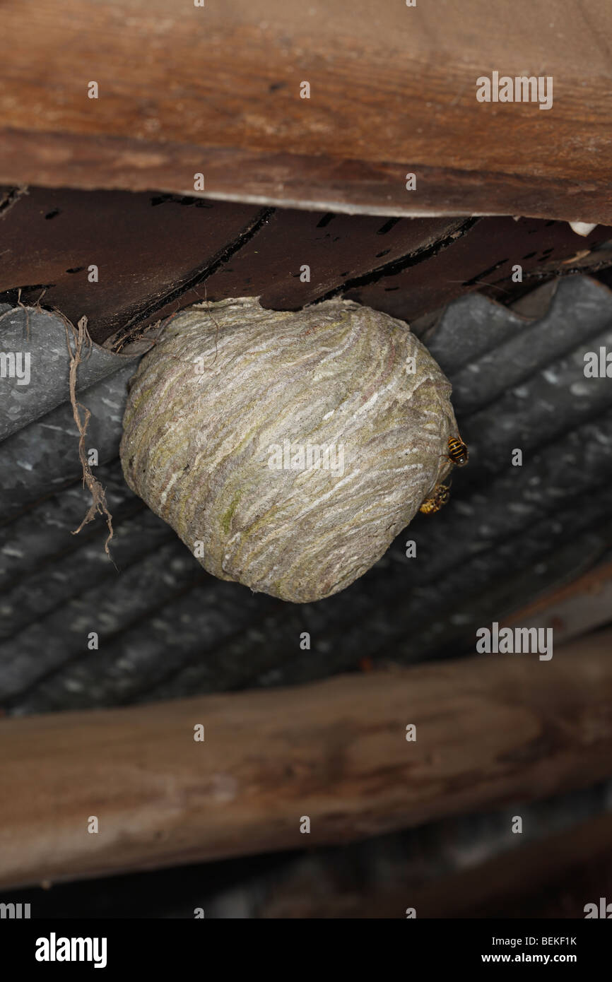 Tree wasp (Dolichovespula sylvestris) nest in barn roof Stock Photo - Alamy