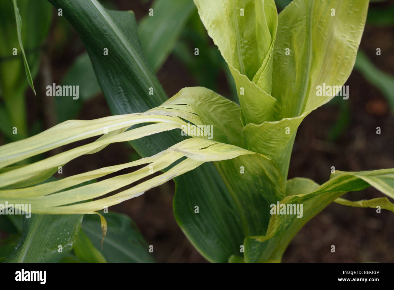 Frit fly hi-res stock photography and images - Alamy