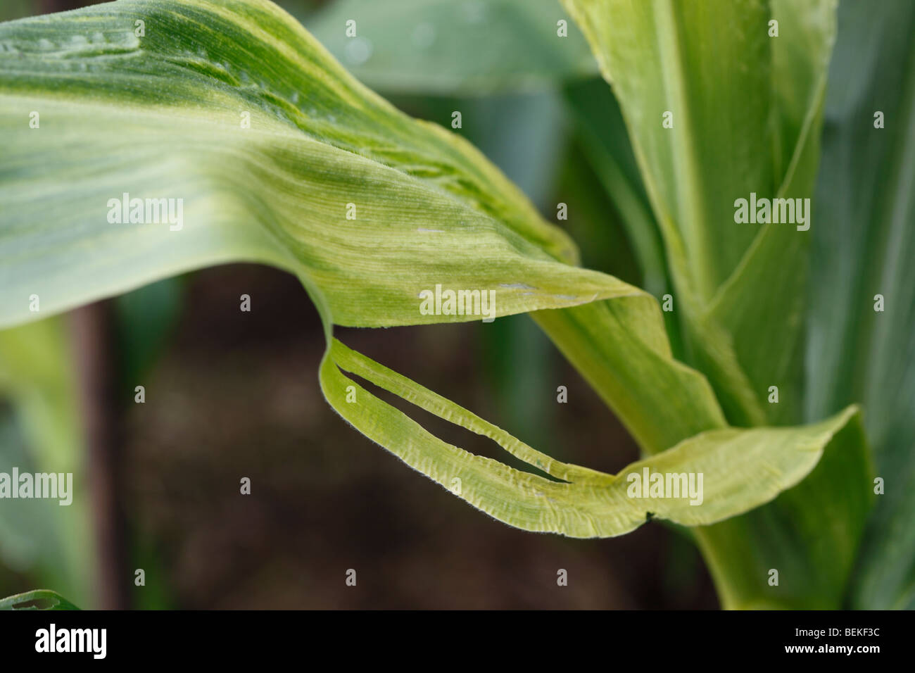 Plant sweetcorn hi-res stock photography and images - Alamy
