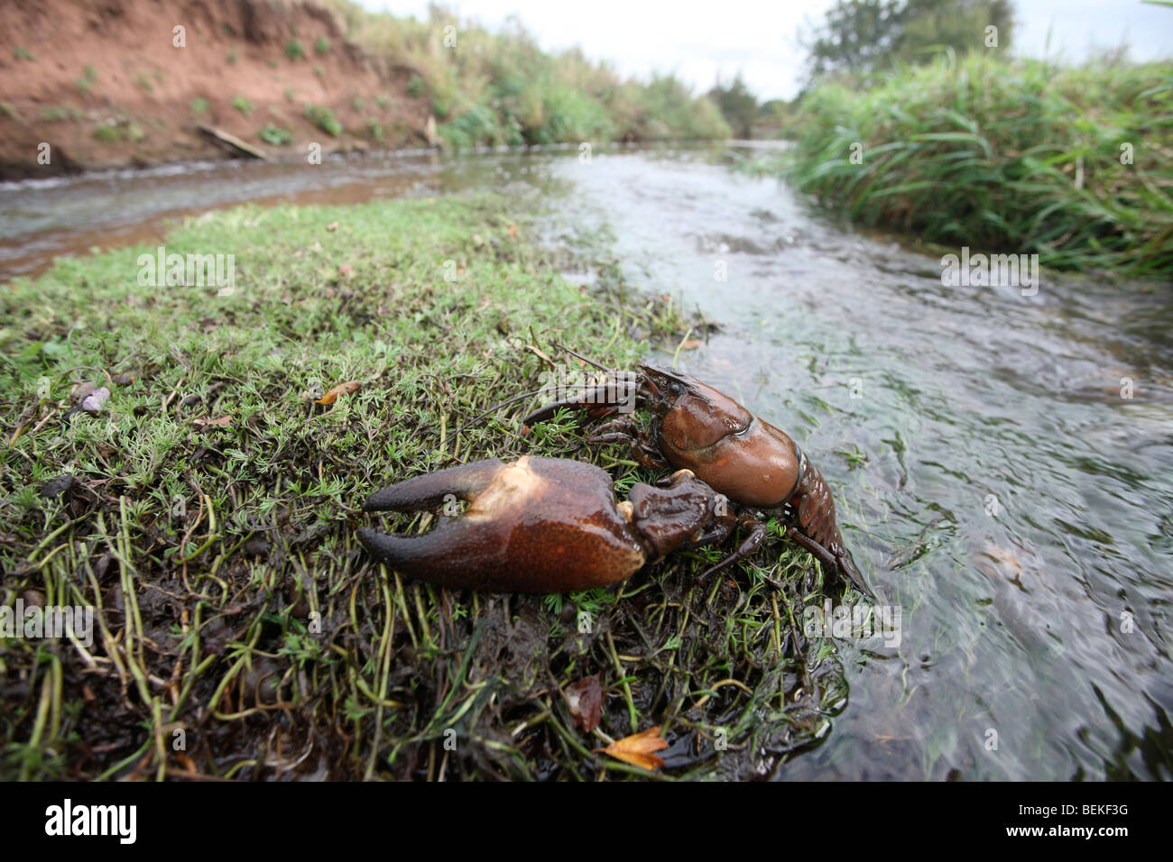 Signal crayfish, Pacifastacus leniusculus, Midlands, October 2009 Stock ...