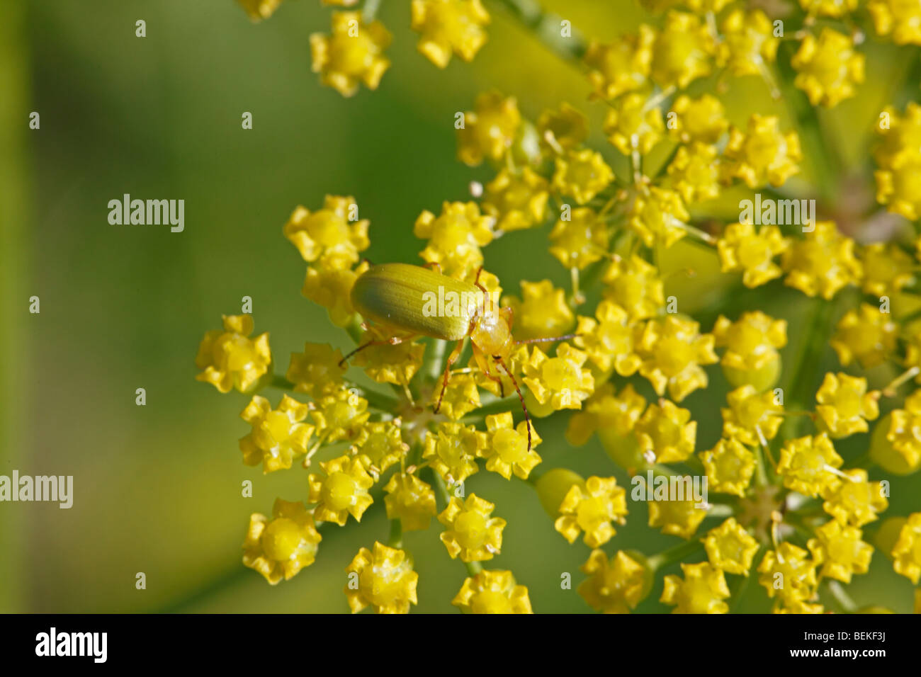 Pollen eating beetle (Cteniopus sulphureus) feeding on wild parsnip ...
