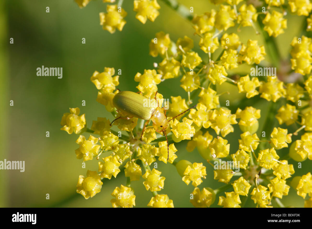 Pollen eating beetle (Cteniopus sulphureus) feeding on wild parsnip ...