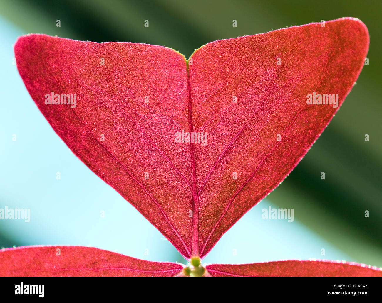 Fragment of red cordiform window plant leaf (macro, nature background ...