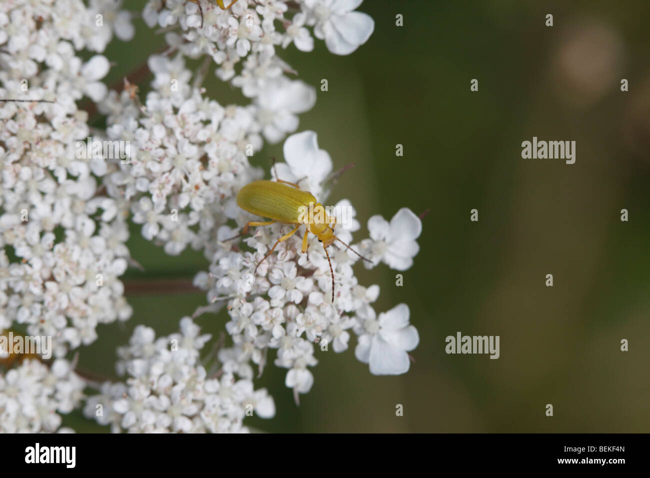 Pollen beetle (Cteniopus sulphureus) on milk parsley Stock Photo - Alamy