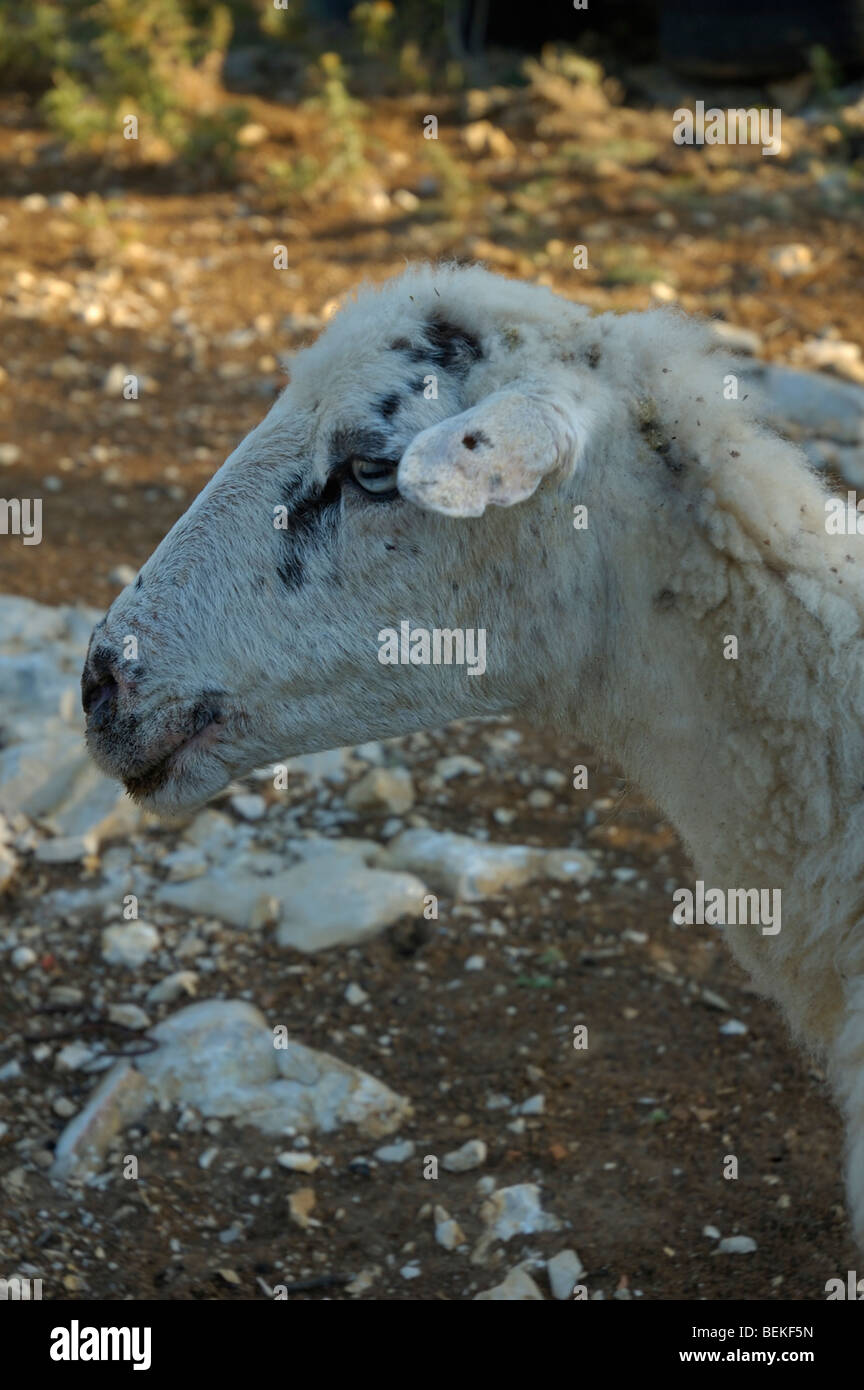 Ewes head hi-res stock photography and images - Alamy