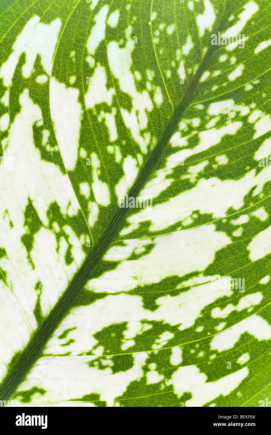 green spotted leaf fragment of window plant "Dieffenbachia" macro ...
