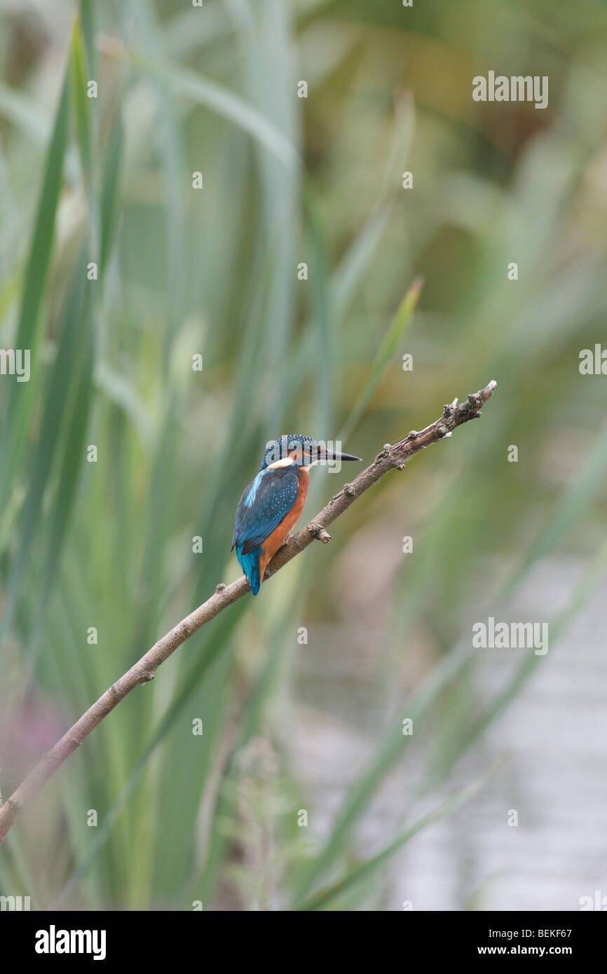 Alcedo attis hi-res stock photography and images - Alamy