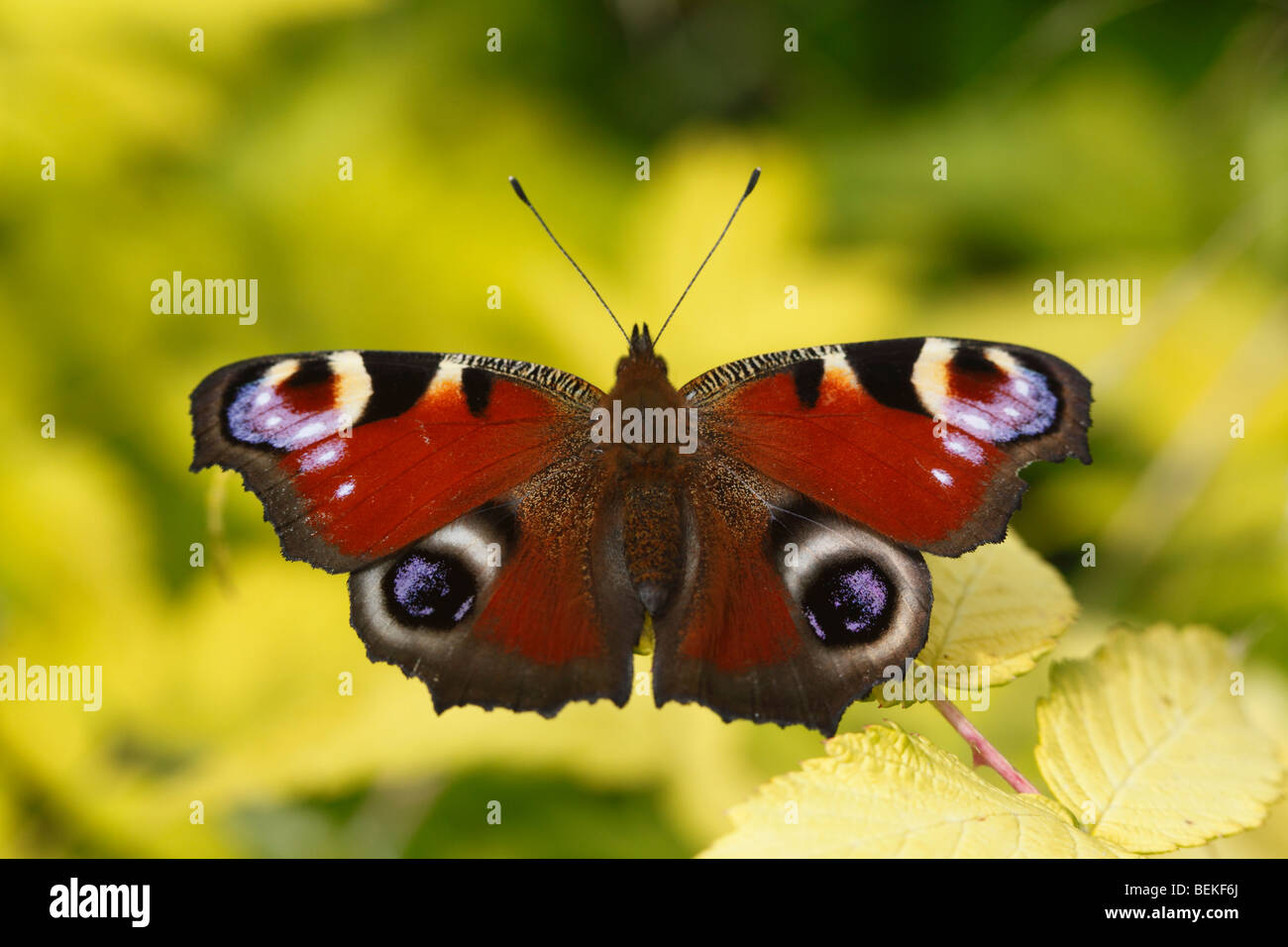 Peacock leaf hi-res stock photography and images - Alamy