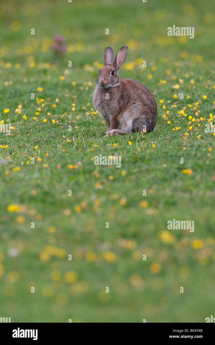 Rabbit Oryctolagus High Resolution Stock Photography and Images - Alamy