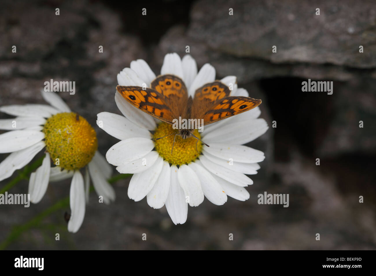 Wall brown butterfly (Lasiommata megera) feeding from michealmas daisy ...