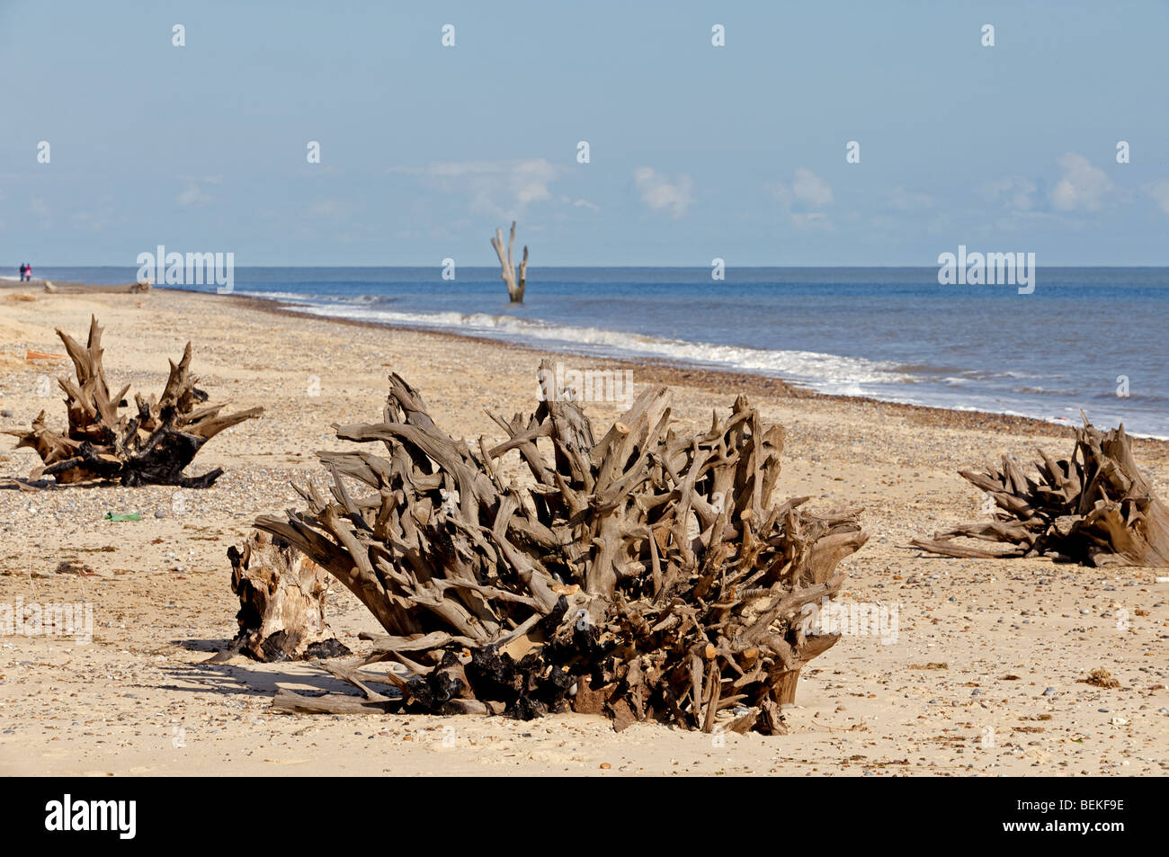 Tree stumps on beach hi-res stock photography and images - Alamy