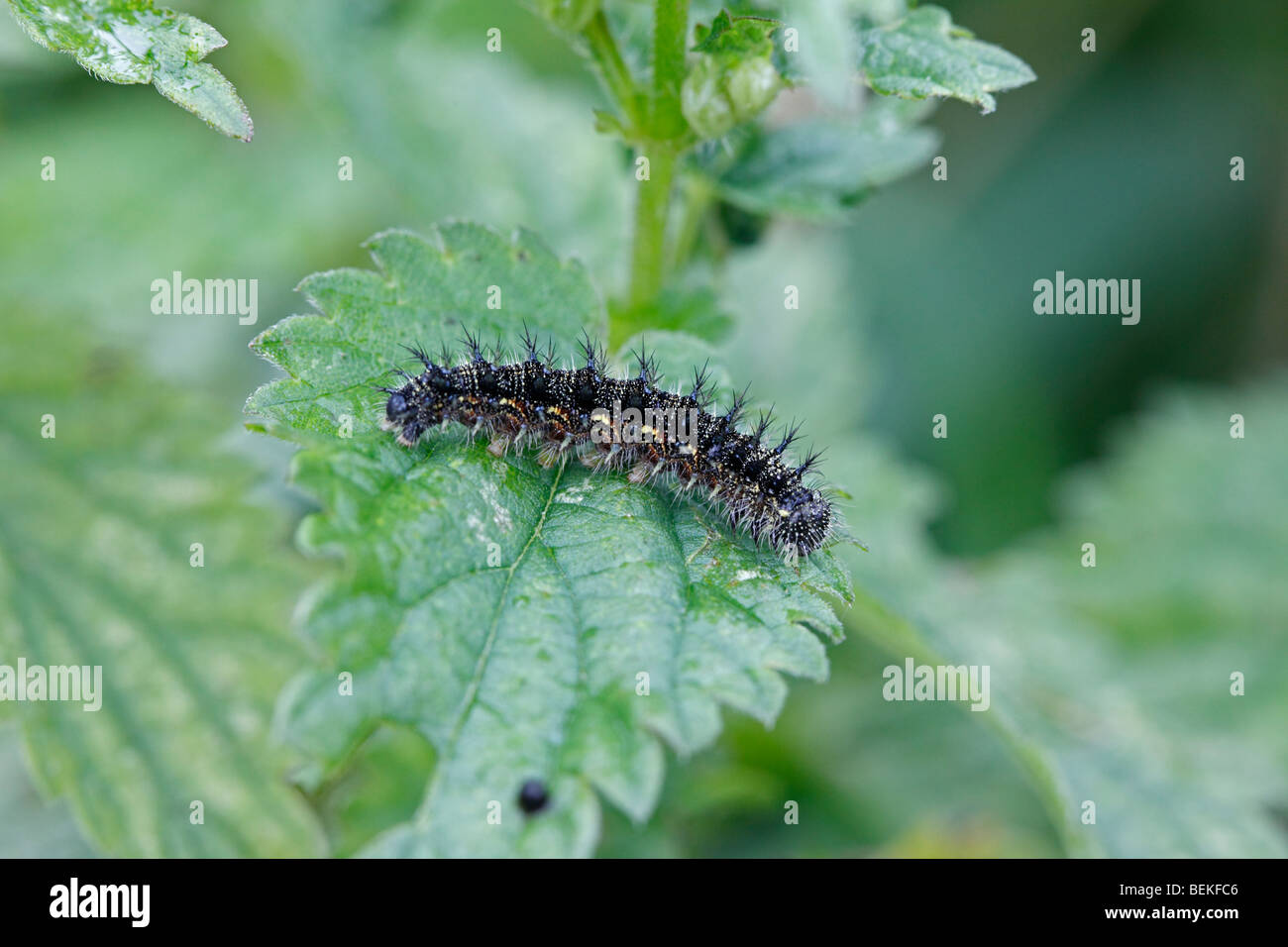 Small tortoiseshell (Aglais urticae) caterpillar feeding on nettle ...