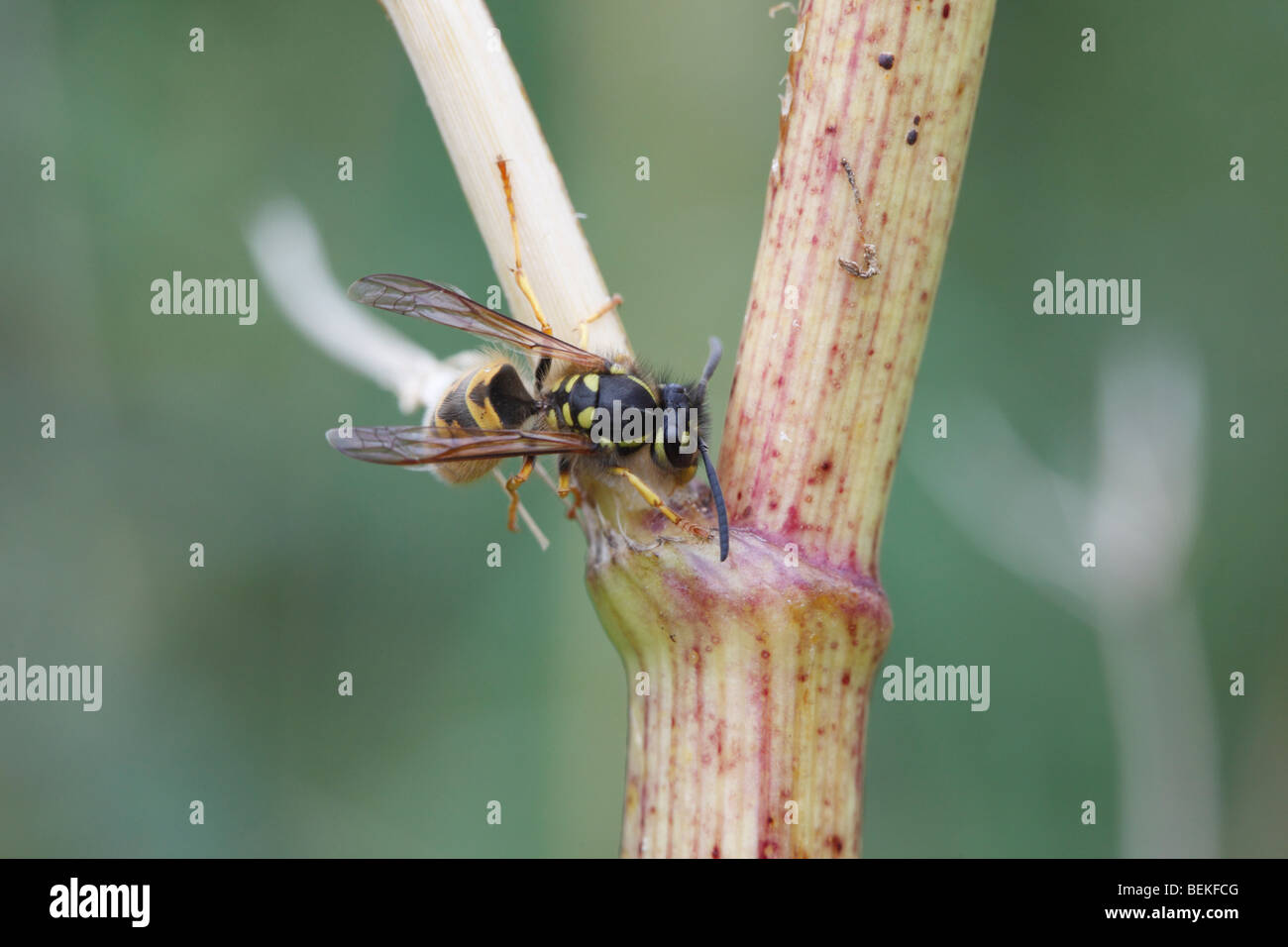 Common wasp (Vespula vulgaris) rasping surface of fools parsley Stock ...