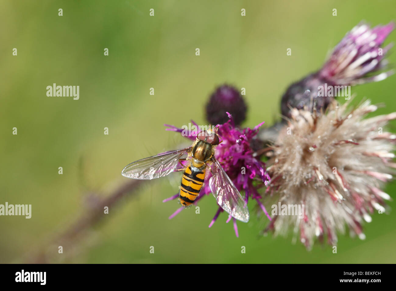 Resting hoverfly hi-res stock photography and images - Alamy