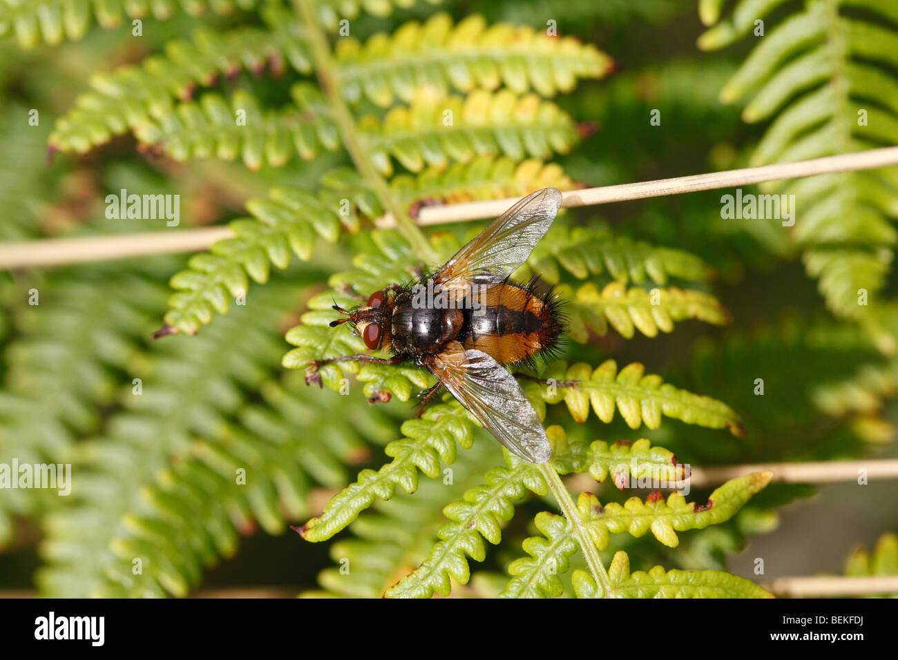 Bracken frond hi-res stock photography and images - Alamy
