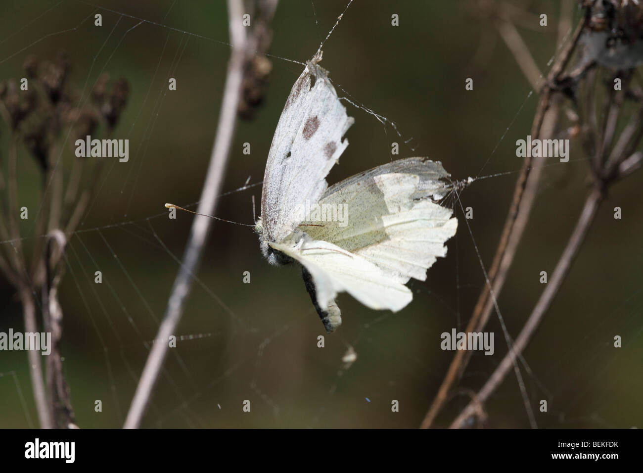 Large white butterfly caught in spiders web Stock Photo - Alamy