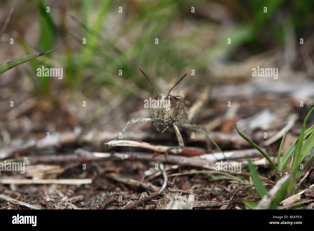 Common green grasshopper(Omocestus viridulus) at rest front view Stock ...