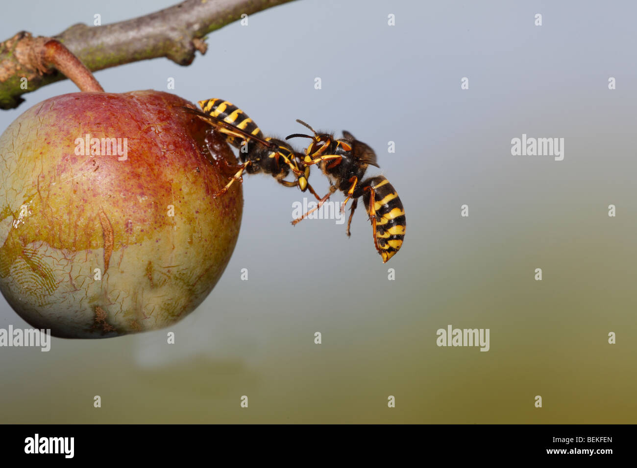 Wasps Fighting High Resolution Stock Photography and Images - Alamy