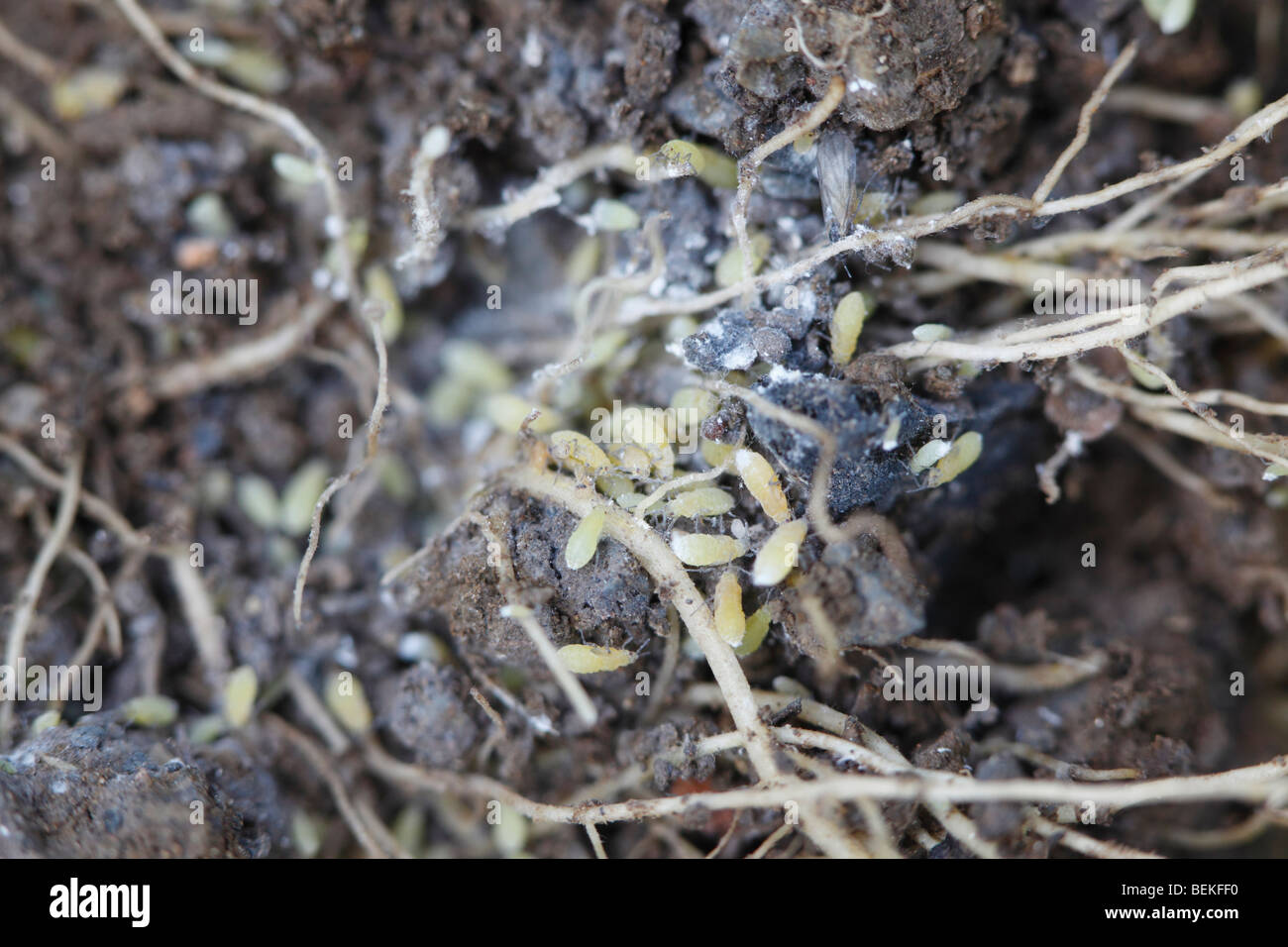 Lettuce root aphid (Pemphigus bursarius) on lettuce roots Stock Photo ...
