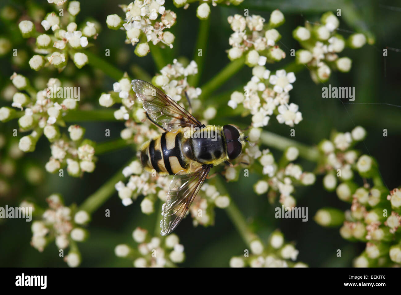 Taking nectar from flower hi-res stock photography and images - Alamy