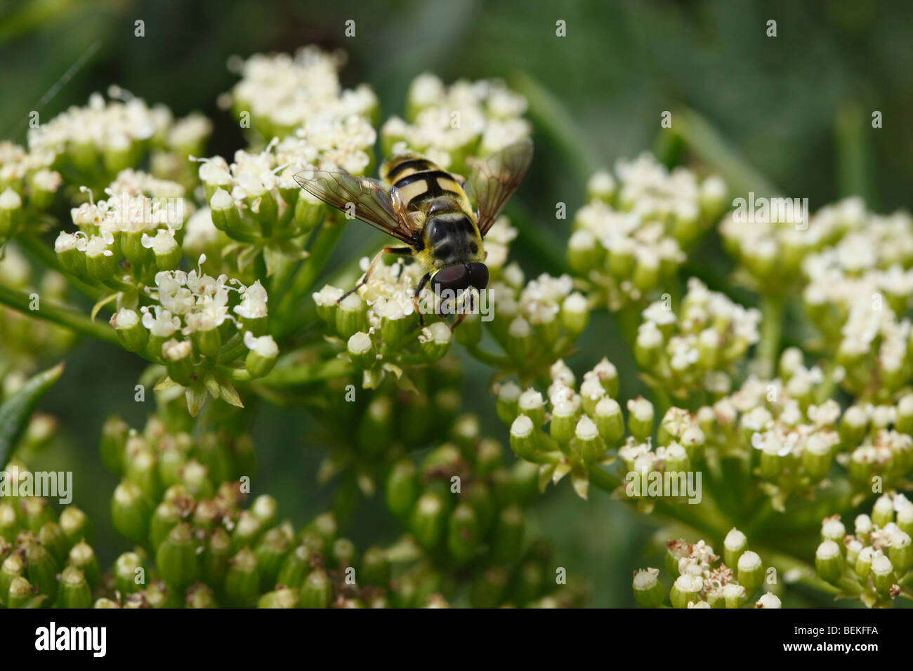 Taking nectar from flower hi-res stock photography and images - Alamy